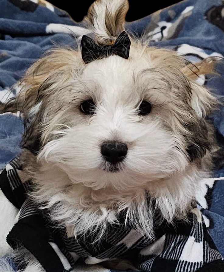 Meet the Family – Little Country Morkie Poos