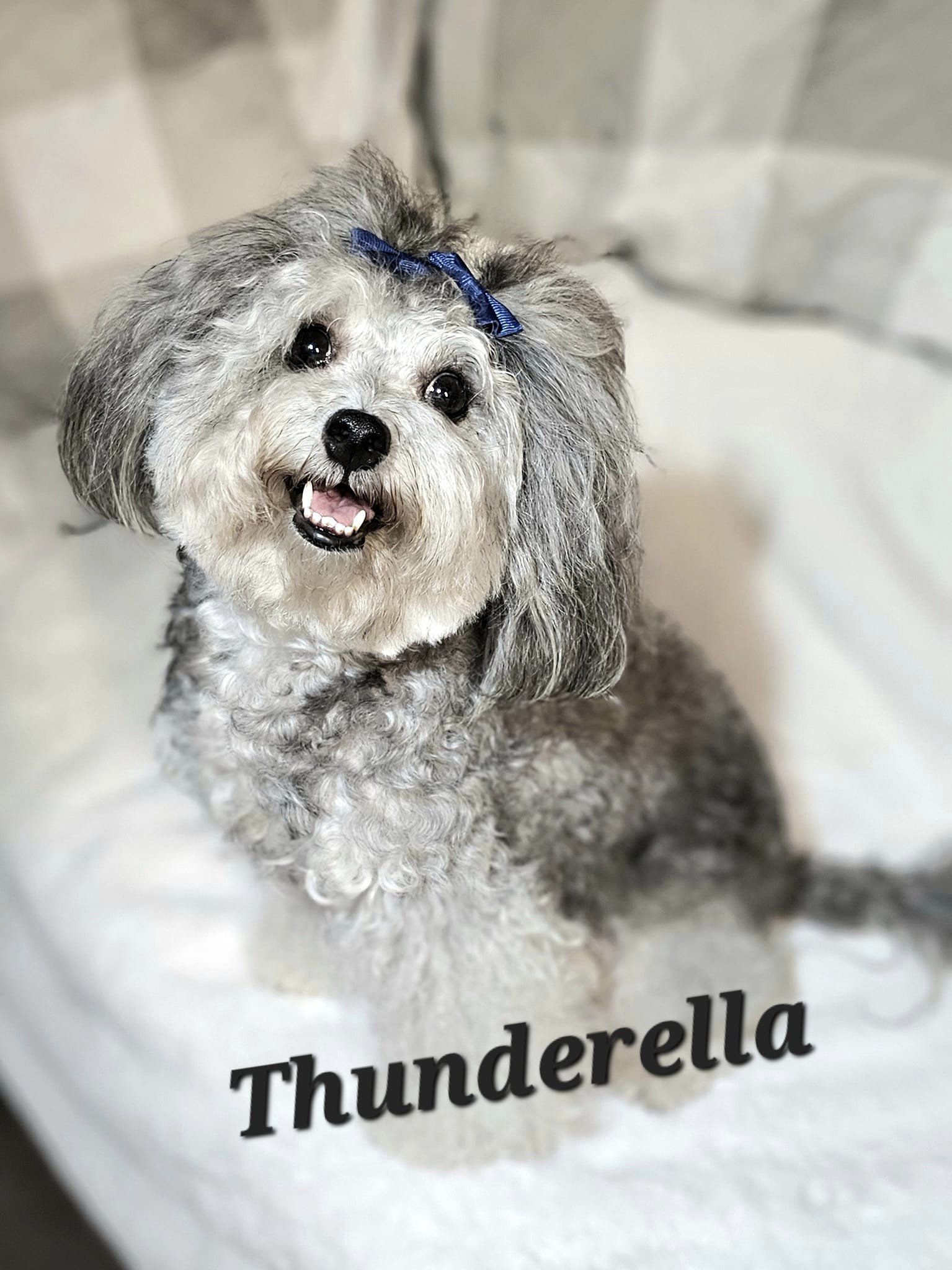 Meet the Family – Little Country Morkie Poos